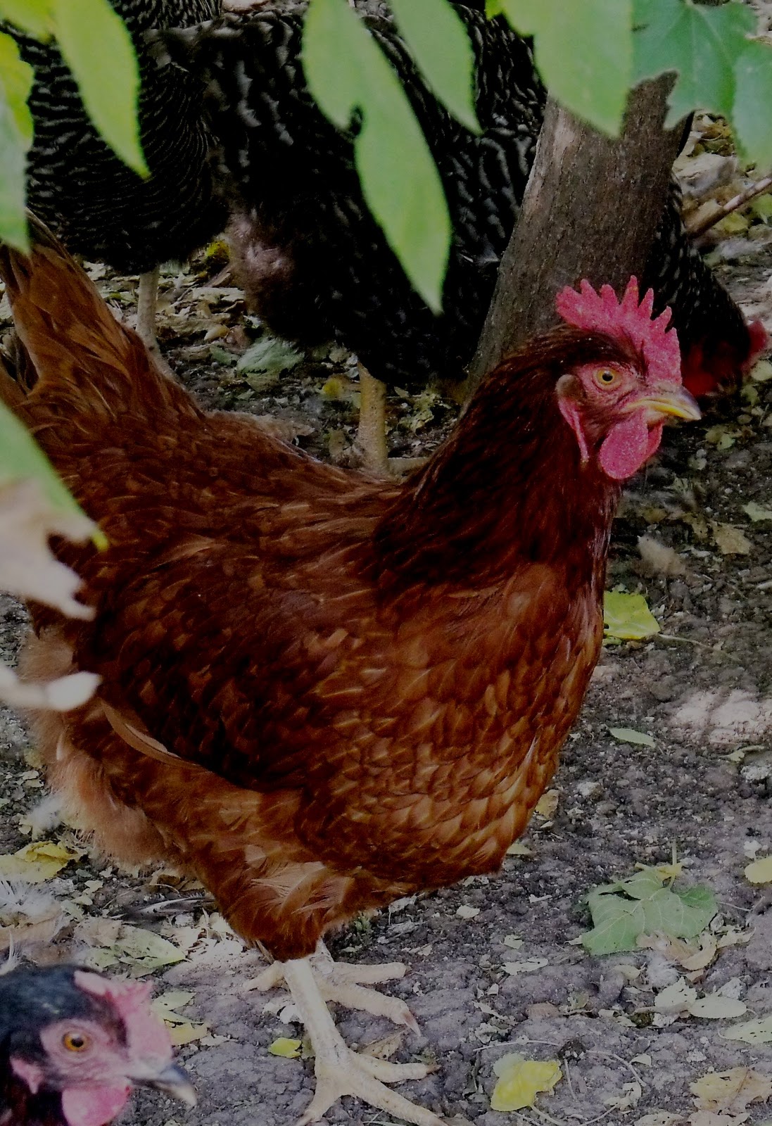 Artisan Farmstead Living: Best Laying Hens for your Farmyard Flock