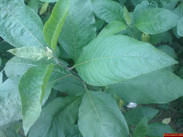 Venonia Amygdalina (Bitter Leaf)