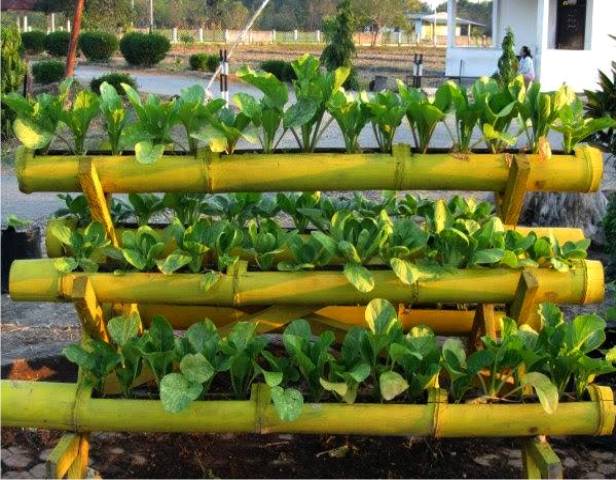 Pembuatan Tanaman Vertikultur | KIM Dunia Kuniran