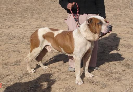 Dogs Info: Alaunt