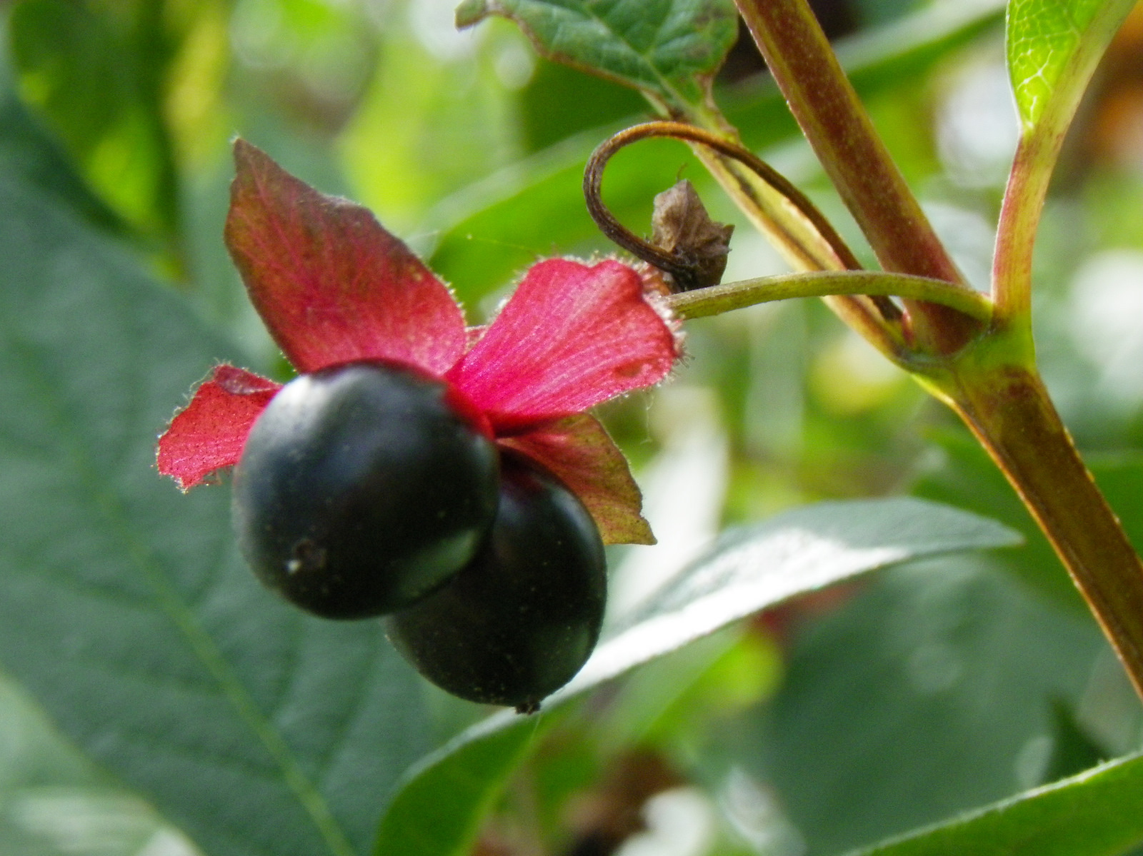 Wanderin' Weeta (With Waterfowl and Weeds): Bird supermarket