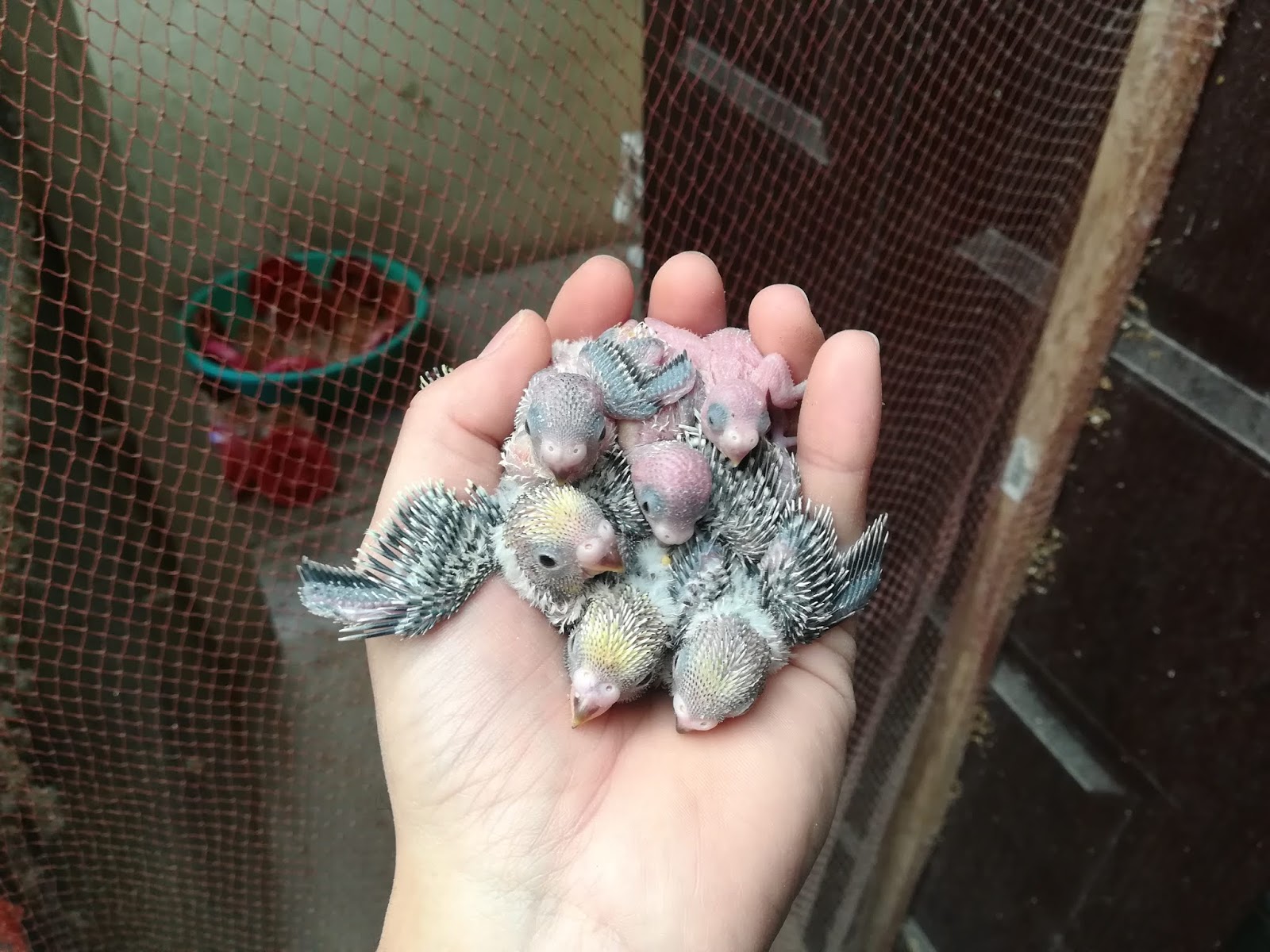 Cantinho das Aves: Os nossos Periquitos de cor bebes