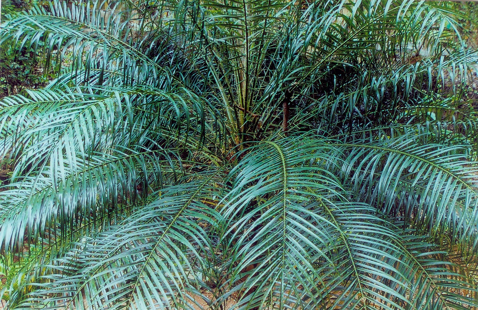 Naturalism - the Eighth Sense: Palm Trees at UST Botanical Garden