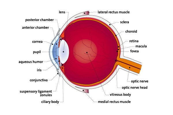 HUMAN EYE: the organ of vision