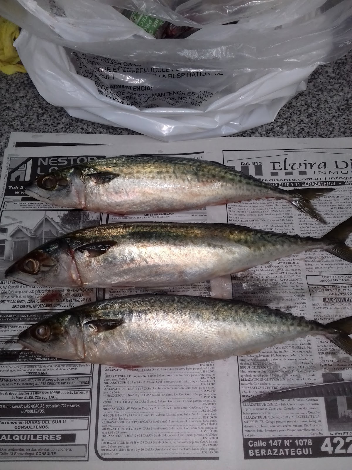 Pescar Pedia: Preparando Magru