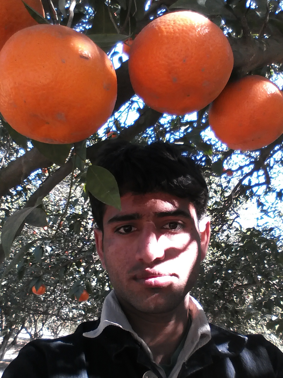Technology Fort: Best Quality Oranges In Pakistan Sargodha
