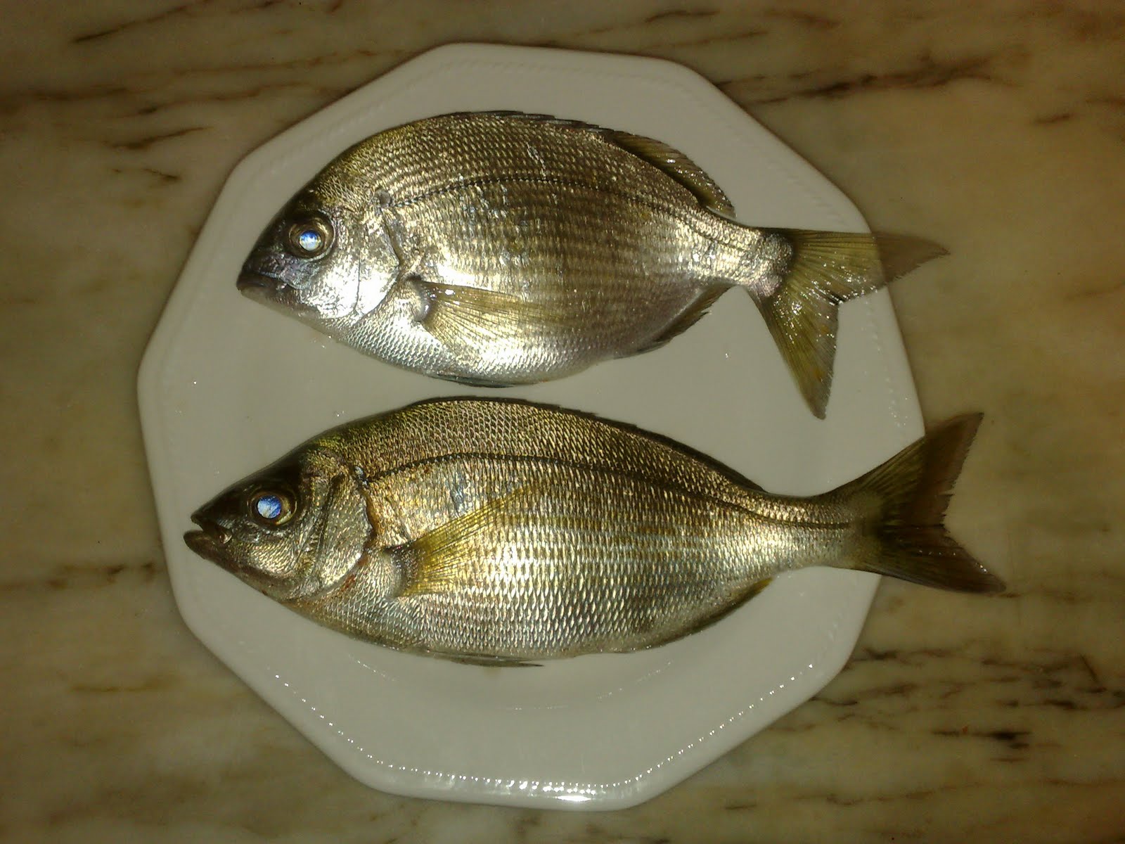 El mundo de od lures: Una dorada y dos sargos a surfcasting “11 – 6 – 2011”