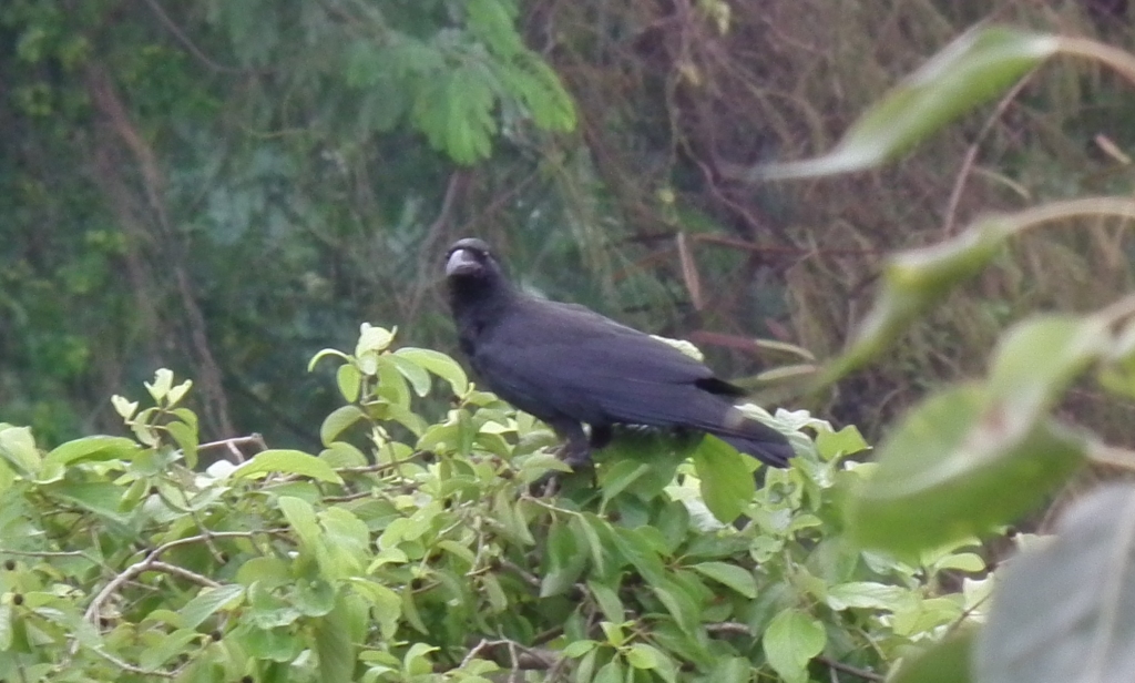 Wonderful World of Birds: Common City Birds