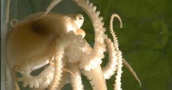 Field of Science: FieldNotes: Earthly Octopus Genome, and Elephant Tracking