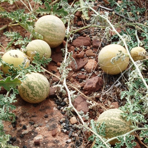 MALINALLI · herbolaria médica: SANDÍA, watermelon - Citrullus lanatus
