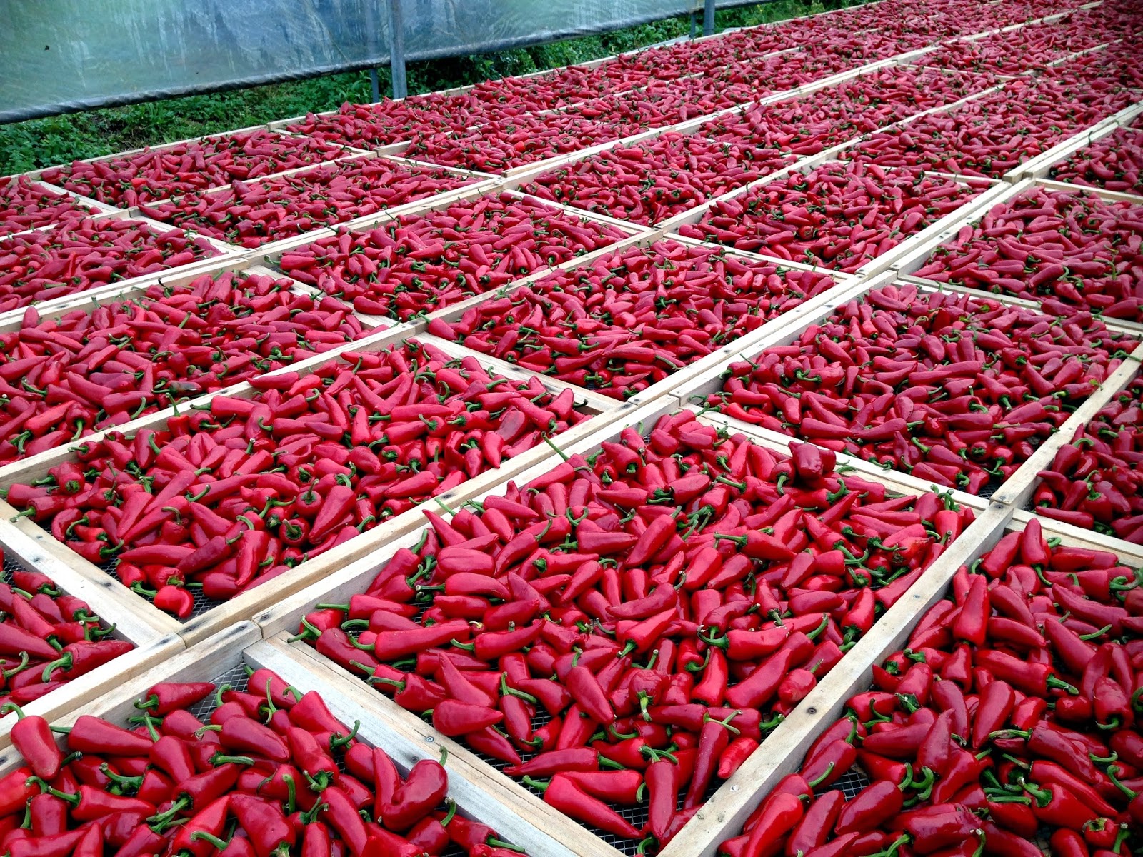 La Cocina de la Silbi: PAN DE PIMIENTO DE ESPELETTE