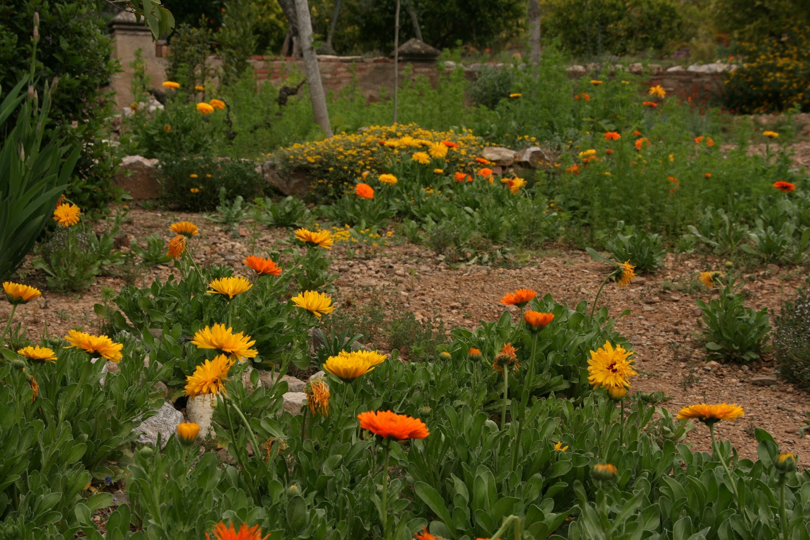 Paisatges i Jardins Landscapes and Gardens: Calendula officinalis