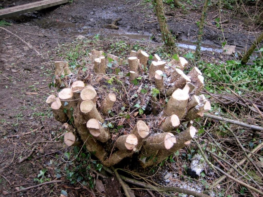 Filnore Woods Blog: Coppicing hazel