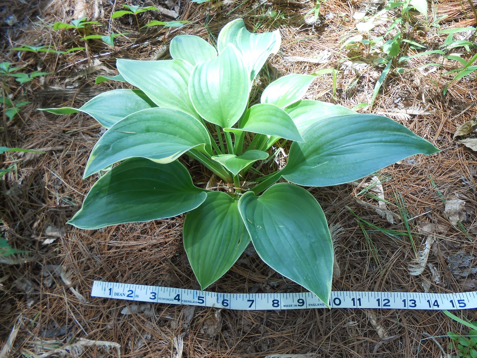 Sproutsandstuff: Moving a Leafed Out Hosta with the Help of a Belt and ...
