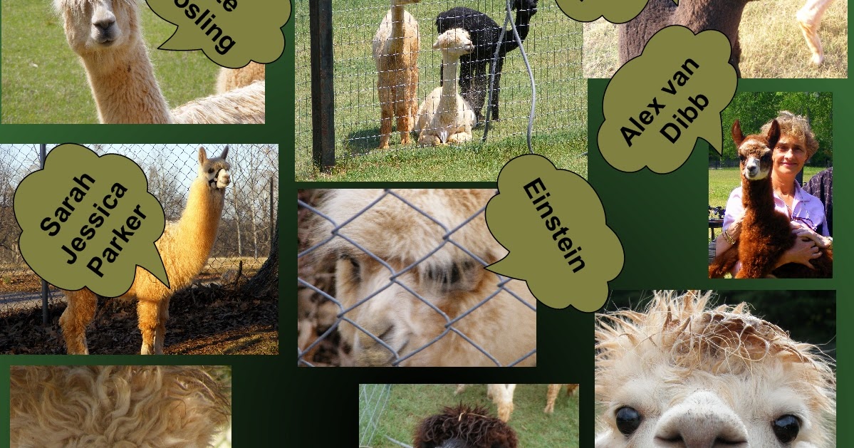 Aloha Windmill Farms: Alpaca Lab Highlights