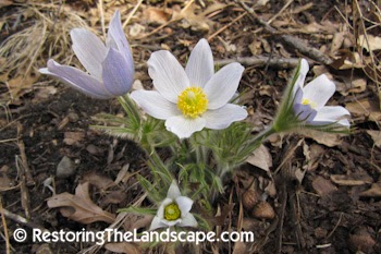 Restoring The Landscape With Native Plants: Early Flowering Prairie Natives