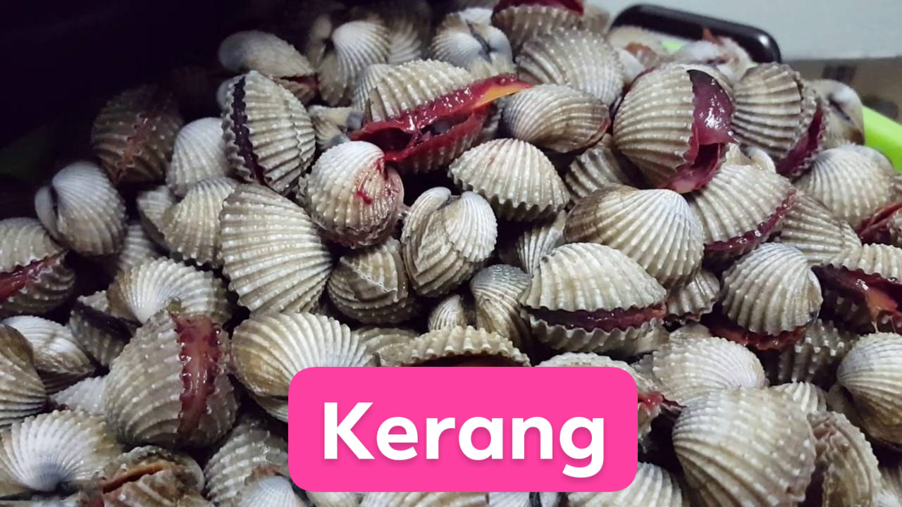 [Info] Nama Haiwan Bercangkerang Yang Boleh Dimakan