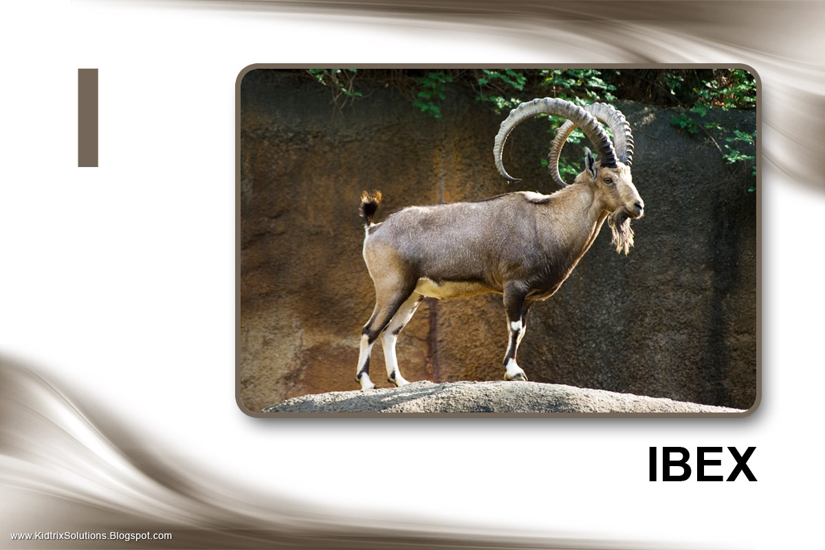 Kidtrix: Animals - ABC