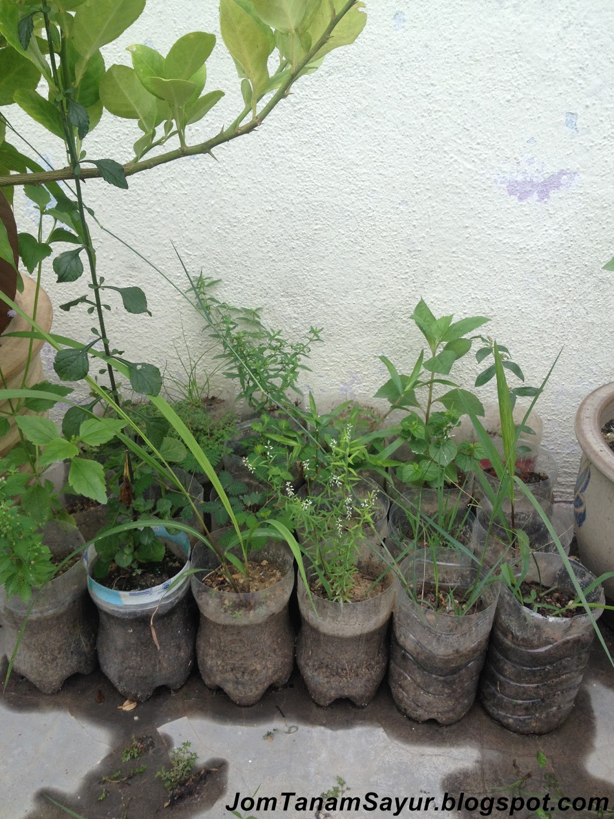 Jom Tanam Sayur ( JTS ) : Kebun Tepi Rumah (KTR) : Kemaskini 30 Nov ...