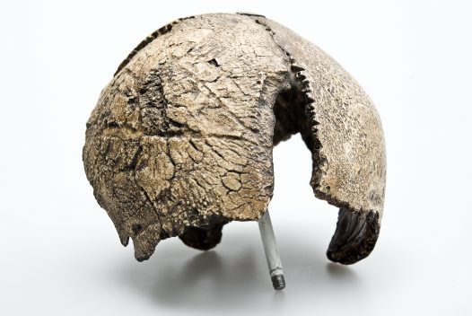 Dirk Drubbel: De weg naar Homo sapiens (deel 6 : De Homo heidelbergensis)