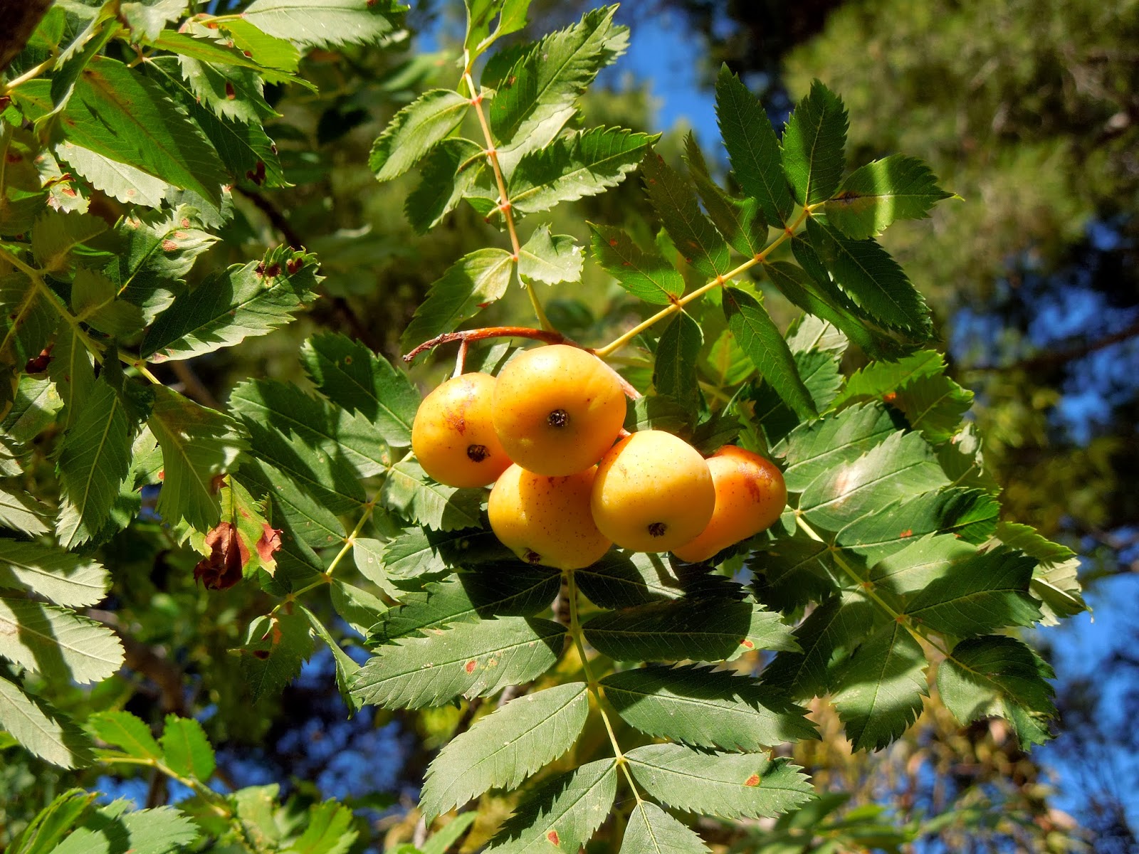 SERBAS Frutos del Serbal - BOTÀNIC SERRAT