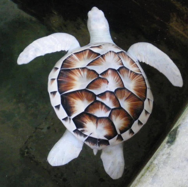 White Wolf : Two rare albino turtles, living in a sanctuary in Sri ...