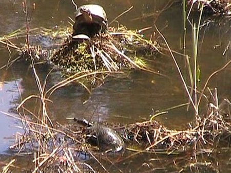 Beaver Dams, Ponds, Lodges and Ingenuity: Bob Arnebeck's Essays on ...