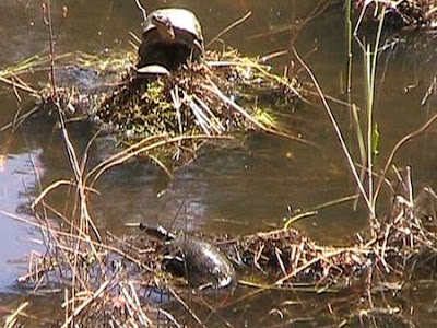 Beaver Dams, Ponds, Lodges and Ingenuity: Bob Arnebeck's Essays on ...