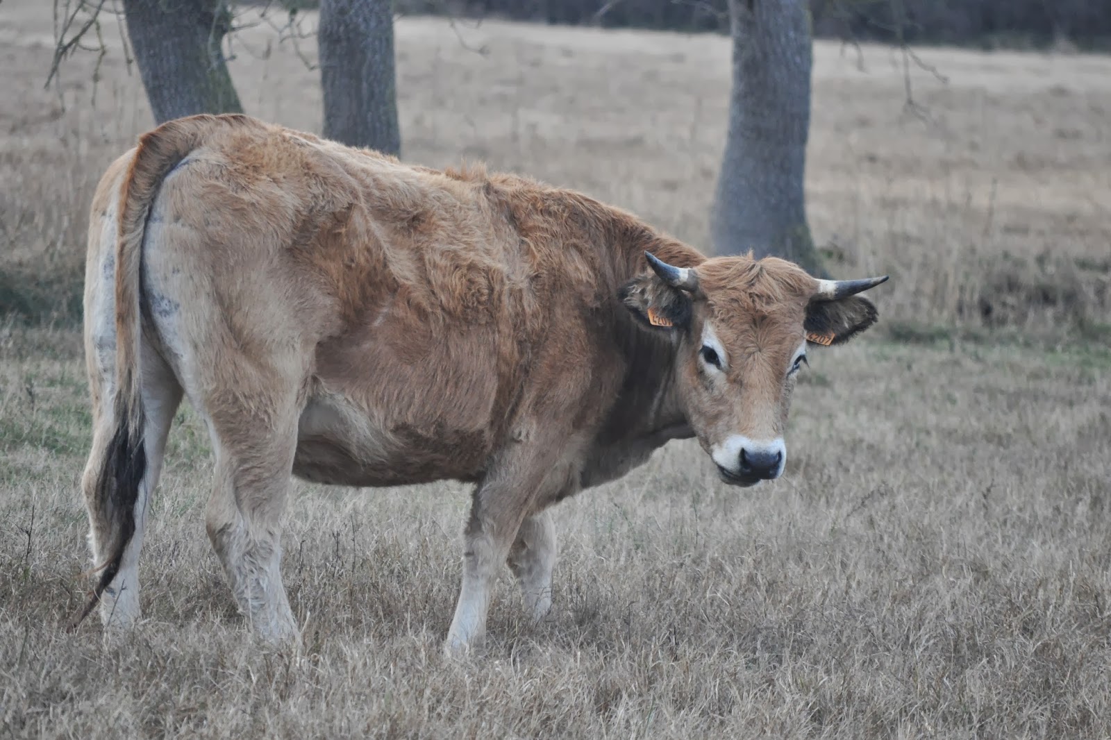 ZOOTOGRAFIANDO (MI COLECCIÓN DE FOTOS DE ANIMALES): TORO, VACA, BUEY ...