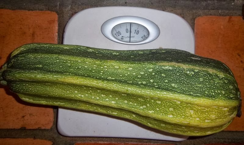 Eco Footprint ~ South Africa: Baby marrows