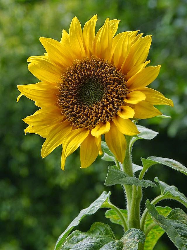 5 WAYS TO FIND TRUE LOVE: 5 FAMOUS FLOWERS IN THE PHILIPPINES