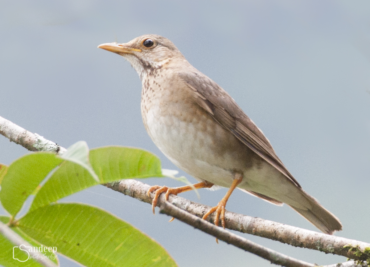 SHARING OPINION: BIRDS OF ARITAR & SIKKIM