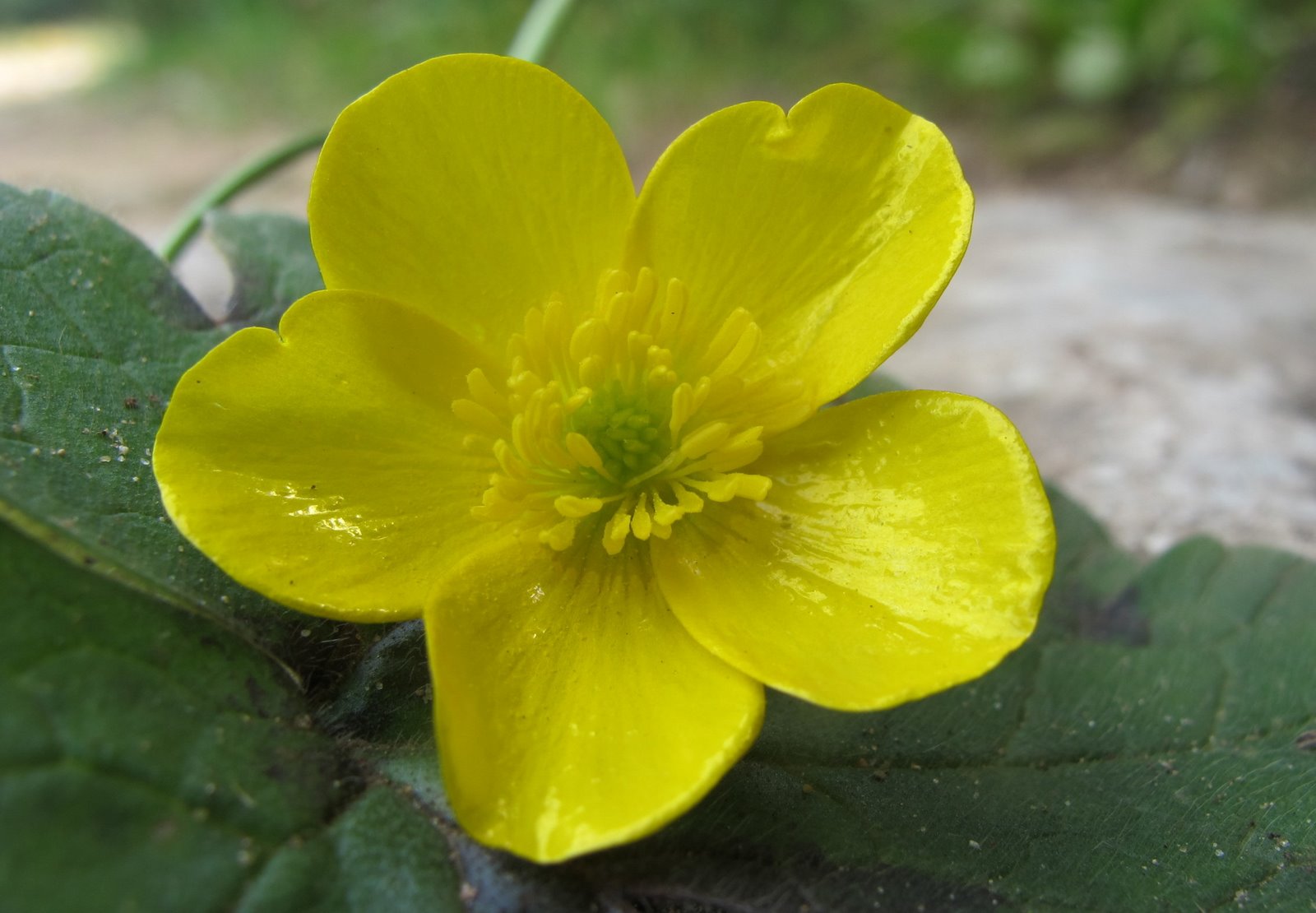 FLORA NEL SALENTO e.. anche altrove: Ranunculus velutinus Ten ...