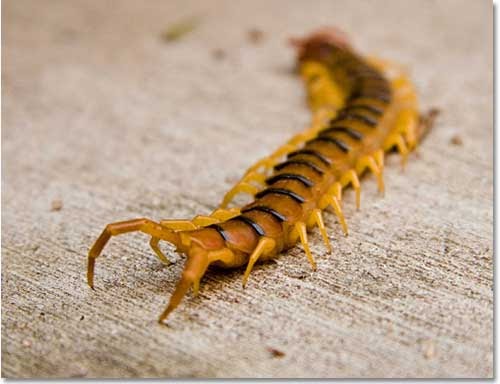 Centipede | Info and Photos-Images 2012 | The Wildlife