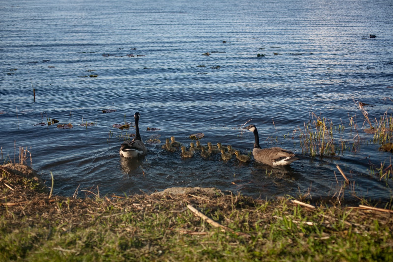 An Outing: Lake Terrell - Parks Academe