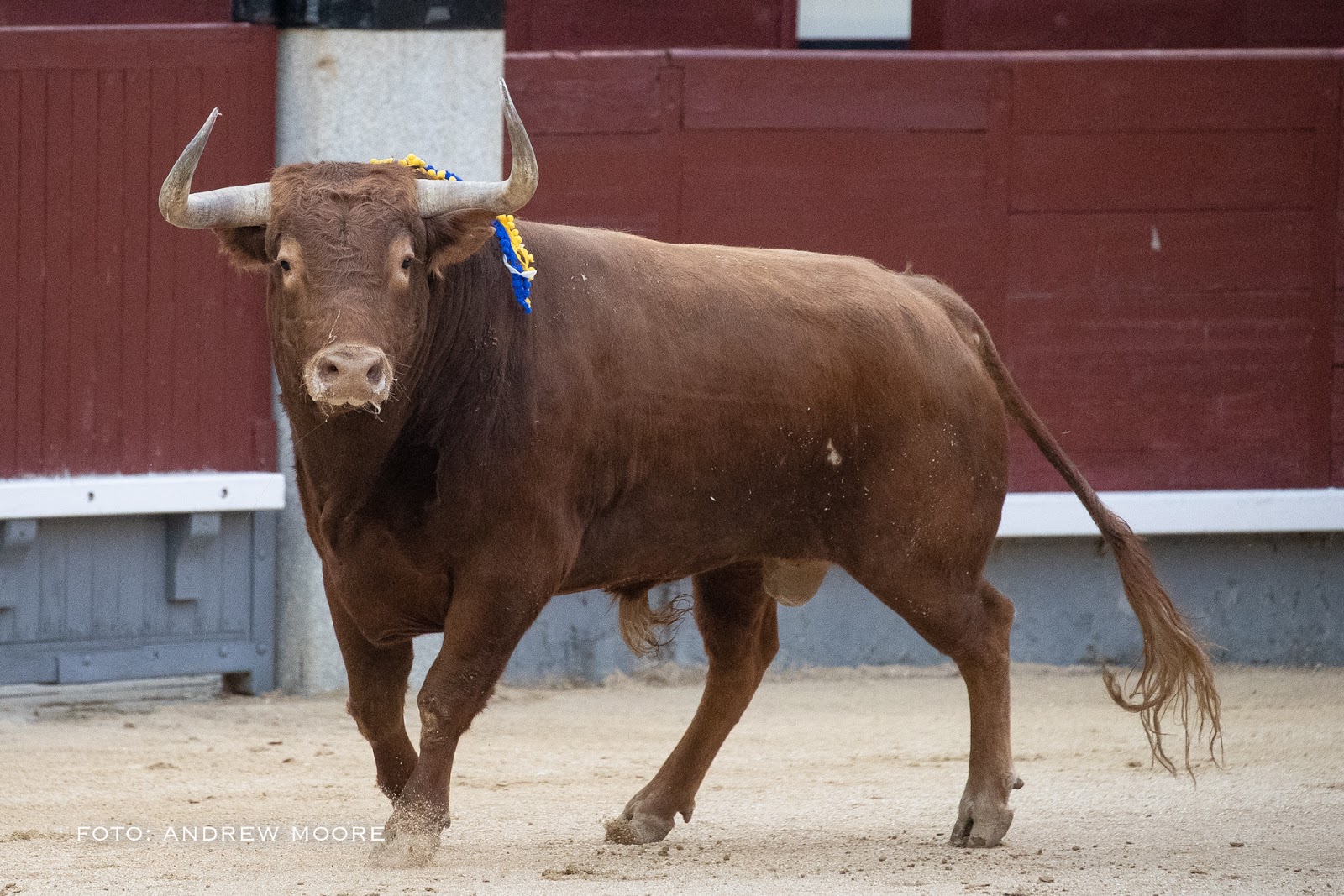 Toro, Torero y Afición: Javier Cortés , Torero ( Fotos Andrew Moore)