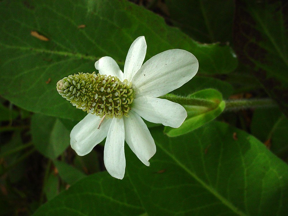 Mother Nature's Backyard - A Water-wise Garden: Plant of the Month ...