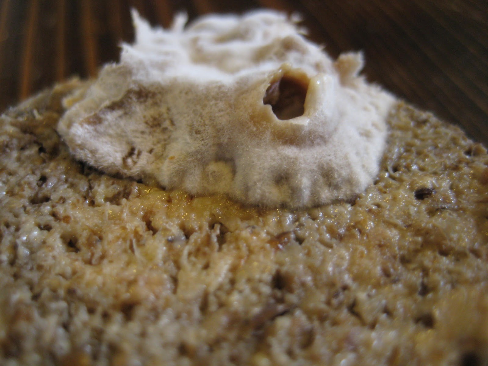 A Meditation on Mold – Hella Delicious Food