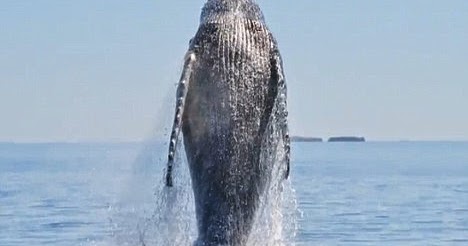 White Wolf : Humpback Whale Shows Amazing Appreciation After Being ...