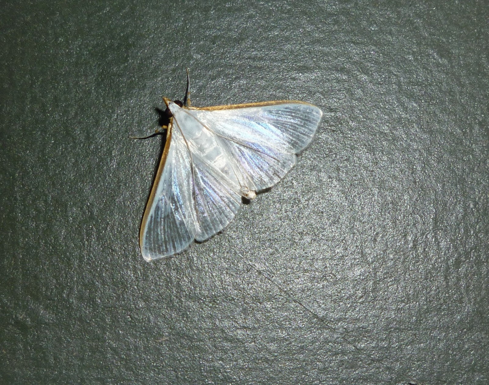 From Bluebirds to Turtles: MID-JULY "MOTH HUNTING" WITH THE GRANDSONS ...