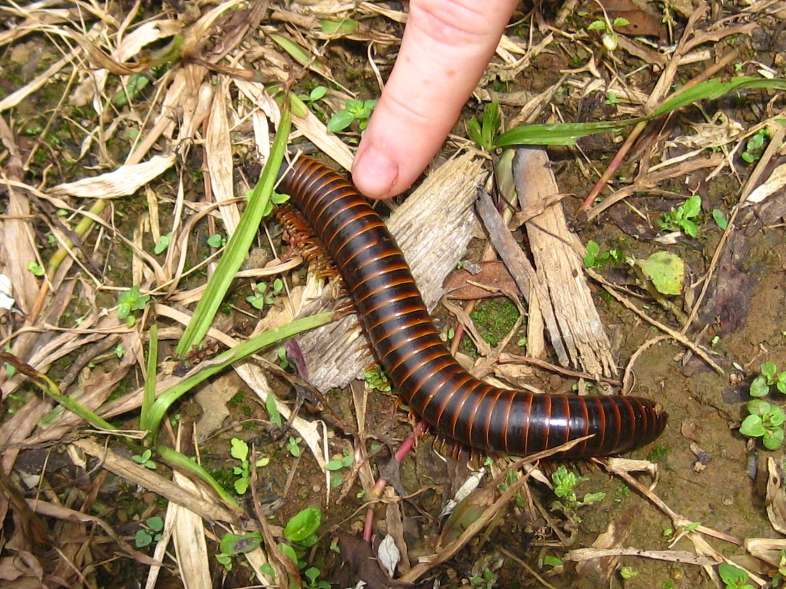 Jordan in Ecuador: Paccha, El Oro