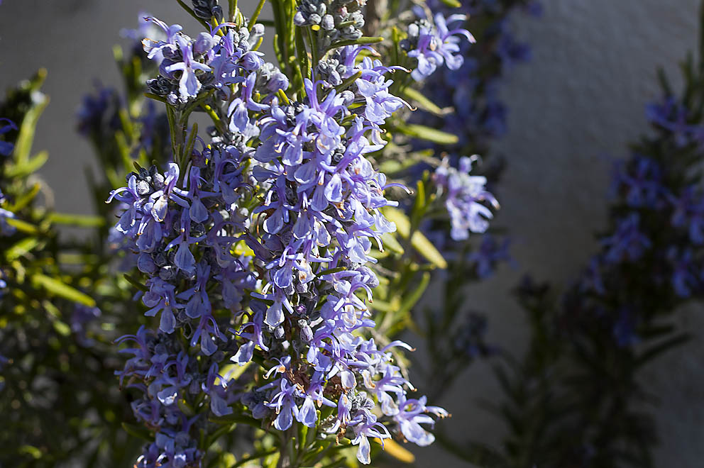 Luz y artes: Flor del romero, sin que medien las gitanas del parque