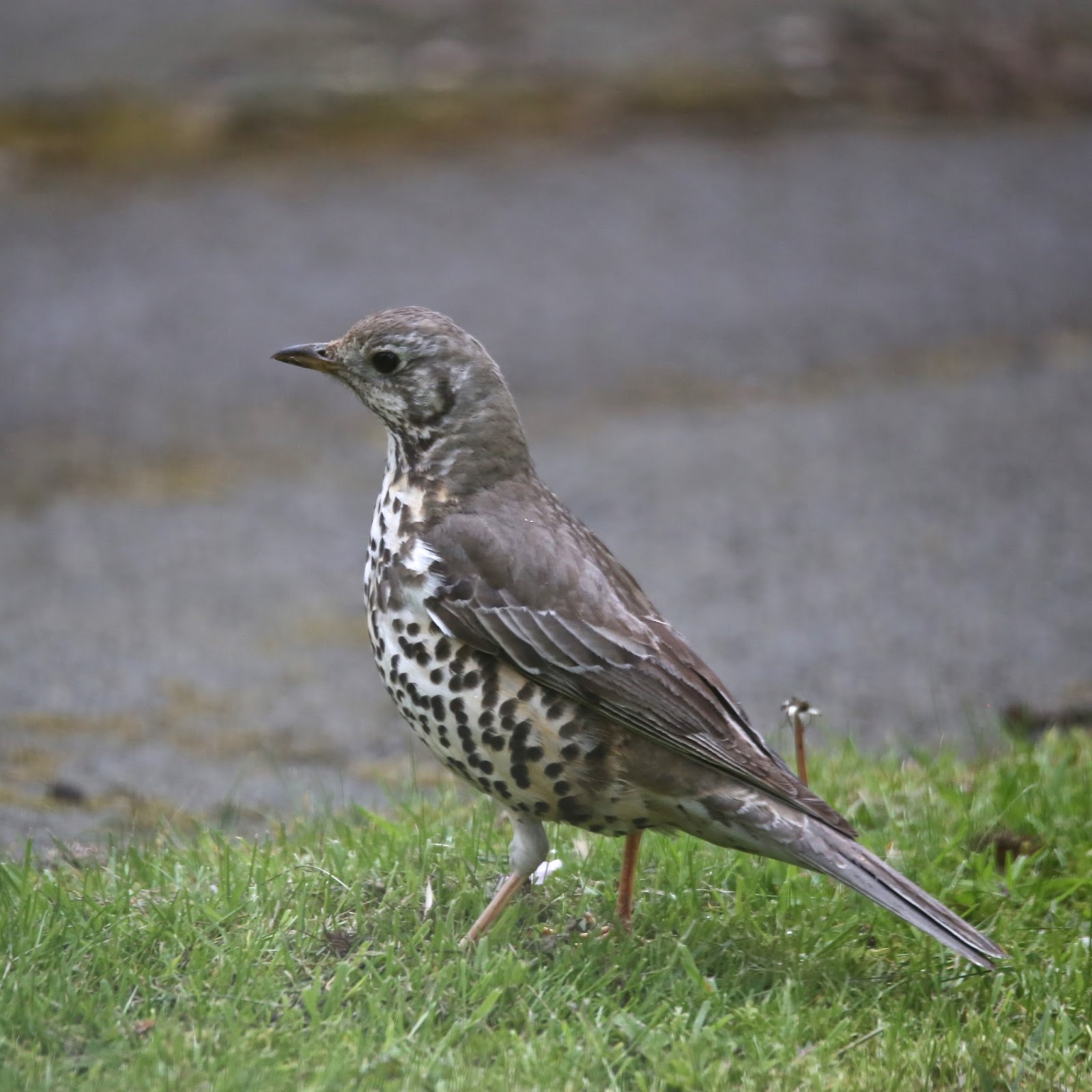 TrogTrogBlog: Mistle thrushes
