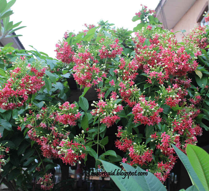 Mori's Kitchen: Bunga Akar Dani