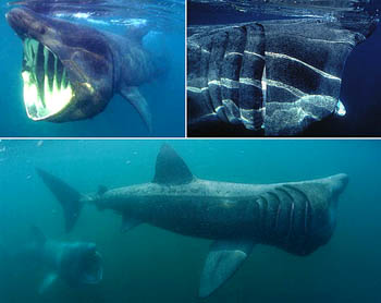 Tiburones en Galicia: Peregrino (Cetorhinus maximus) - Primera parte