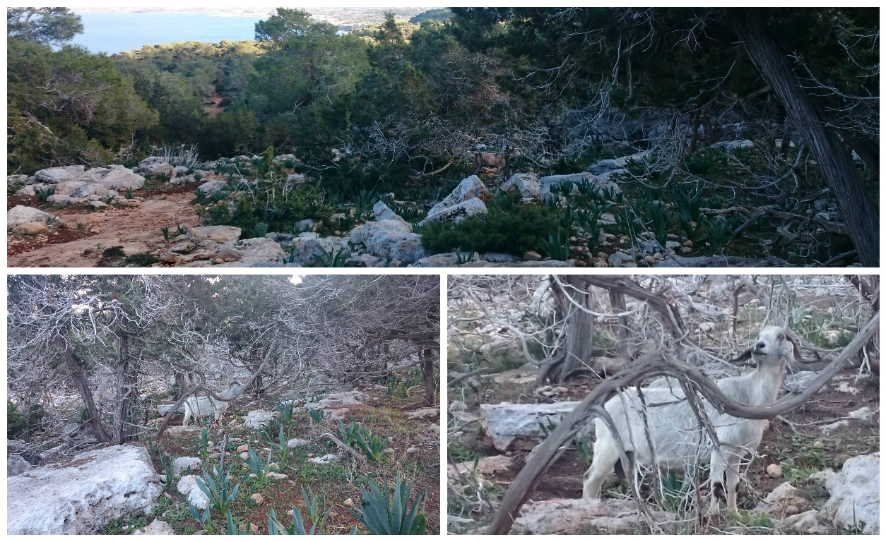 Boružėlių kelionės per pievas: Pafosas. Akamas. Kelionės pabaiga ...