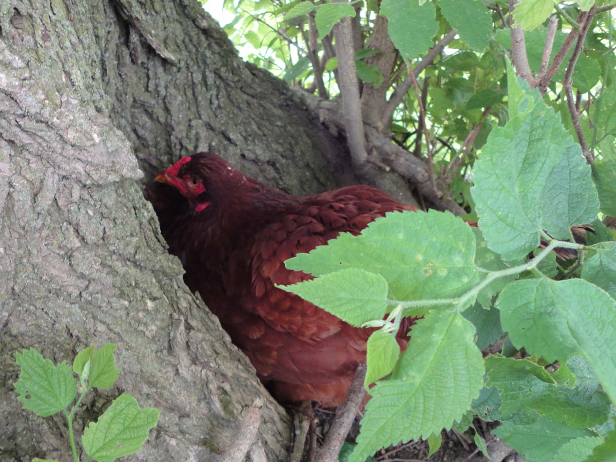 Ewe Chicks and a Llama: The Tree-Hugging Hen