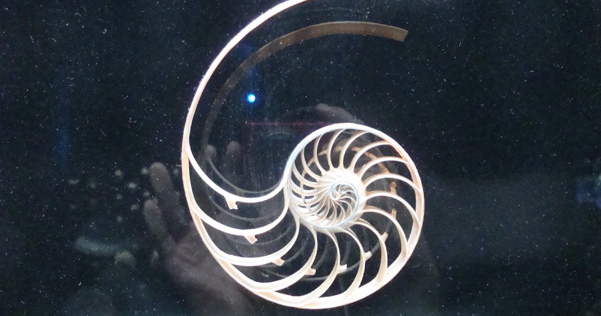 Go Figure!: The Golden Ratio - Finding Patterns in Nature