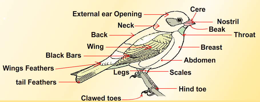 Class Aves Diagram