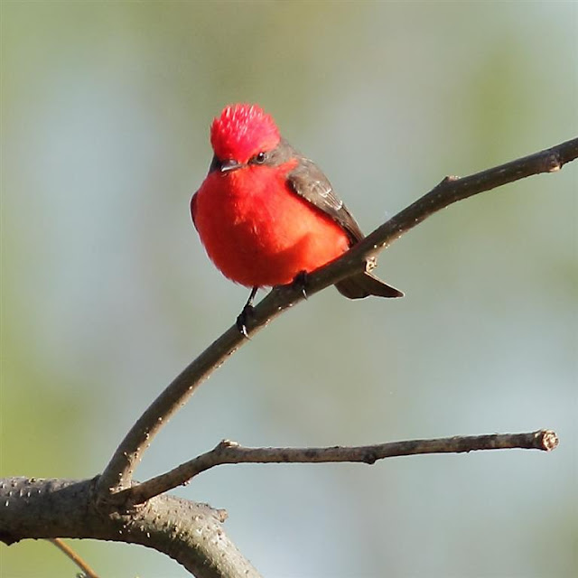 mis fotos de aves: Pyrocephalus rubinus Churrinche Common Vermilion ...